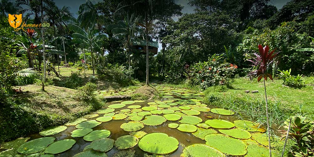 Victoria Regia: conoce este tesoro del Amazonas | Amazonas Go